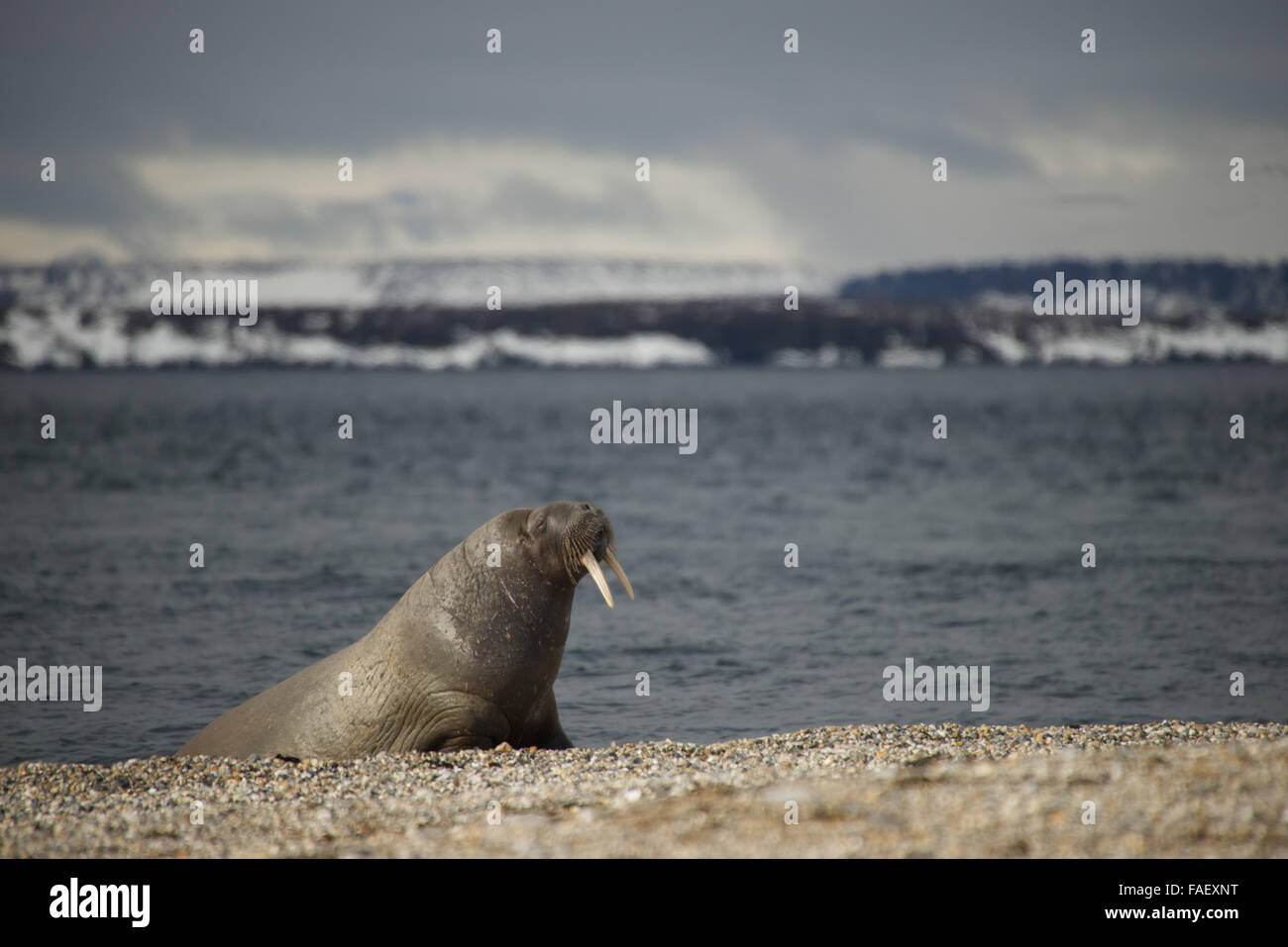 Walrus leaning on flippers on Arctic beach Stock Photo - Alamy