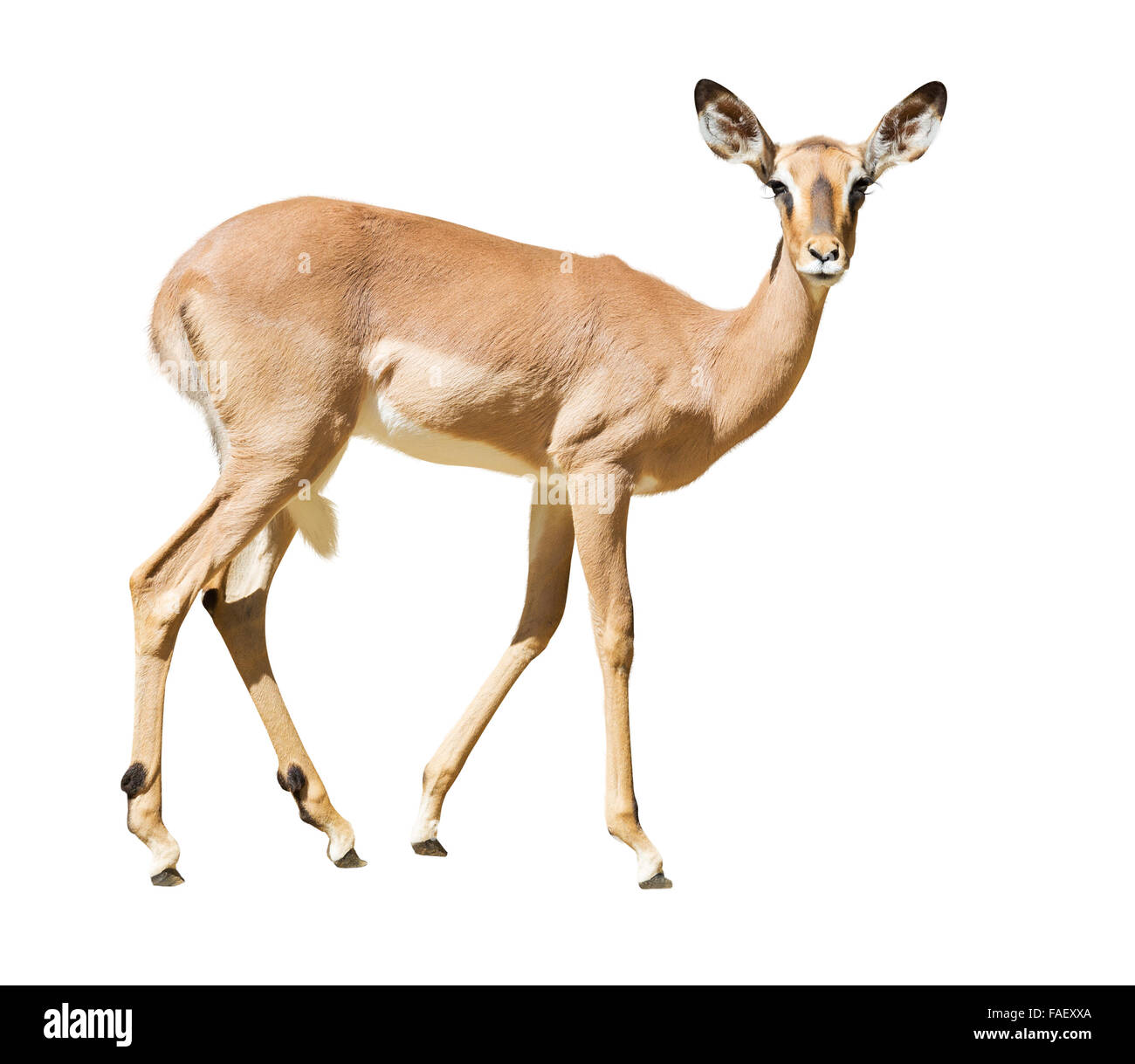female impala. Isolated over white background Stock Photo - Alamy
