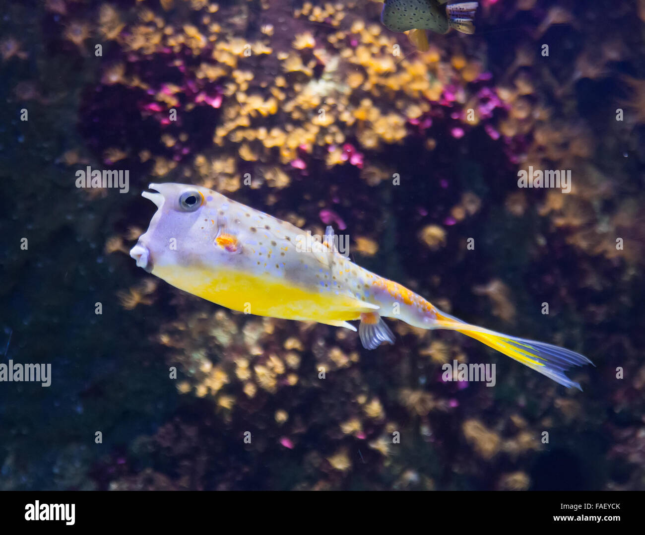 yellow boxfish (Ostracion cubicus) in sea water Stock Photo - Alamy