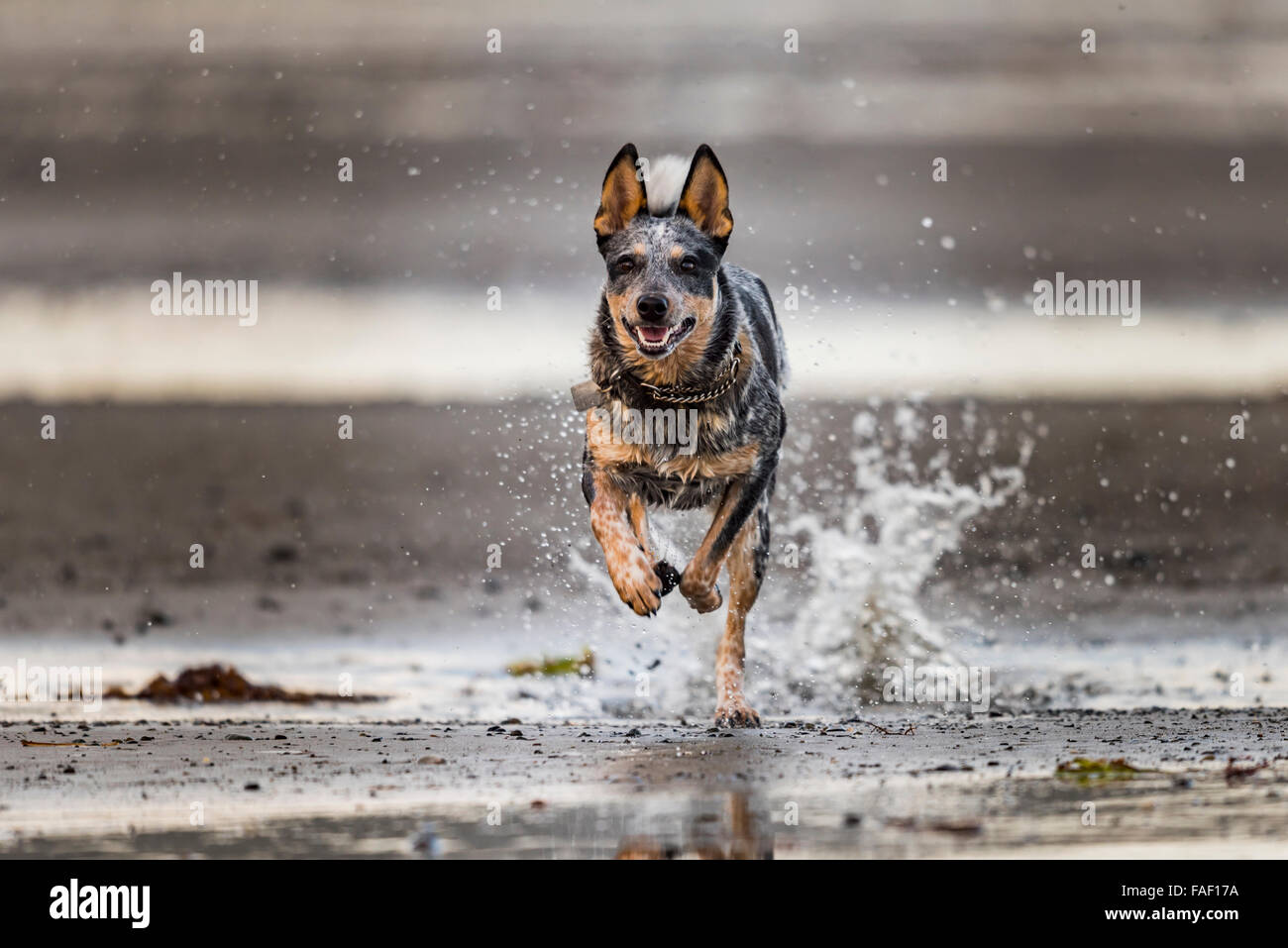Blue Heeler puppy playing on the beach, Haida Gwaii Stock Photo - Alamy