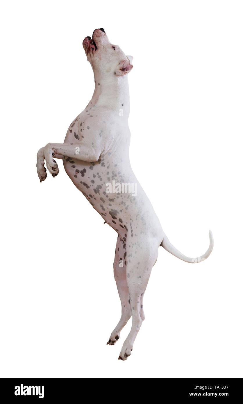 Jumping dogo Argentino. Isolated on white background Stock Photo - Alamy