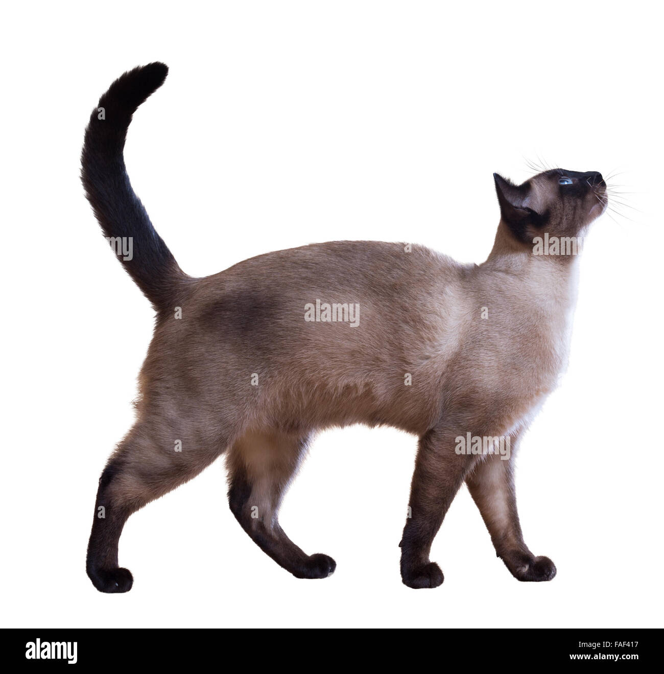 Walking siamese cat hi-res stock photography and images - Alamy