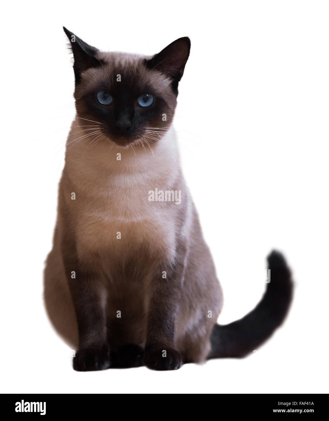 Beautiful playful siamese cat Cut Out Stock Images & Pictures - Alamy