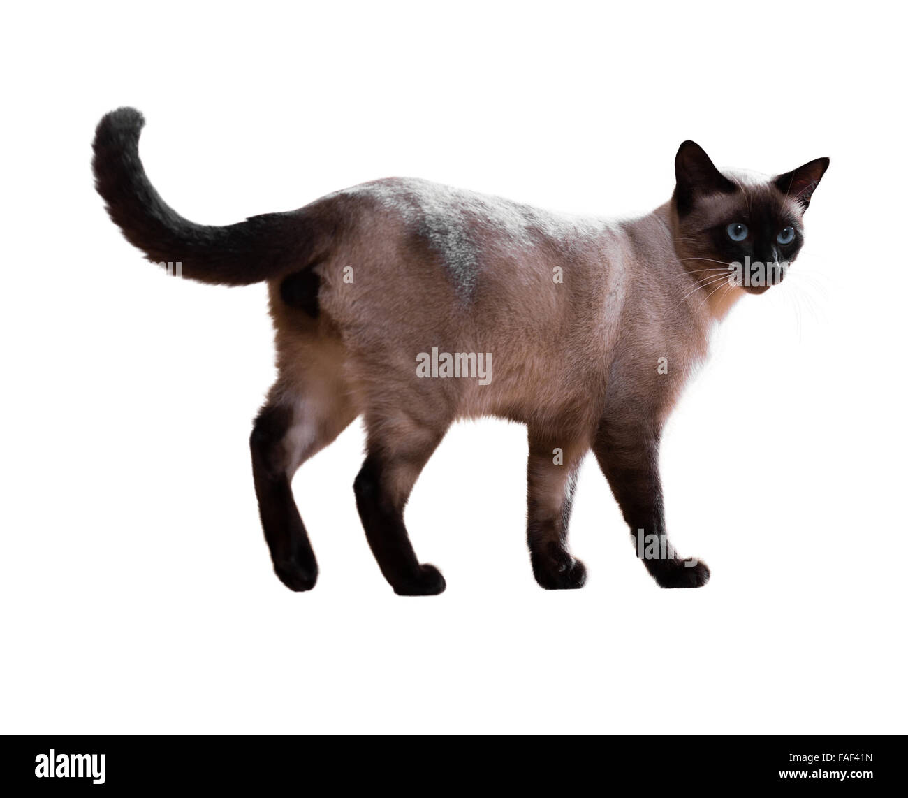 Domestic cat paw over eyes hi-res stock photography and images - Alamy