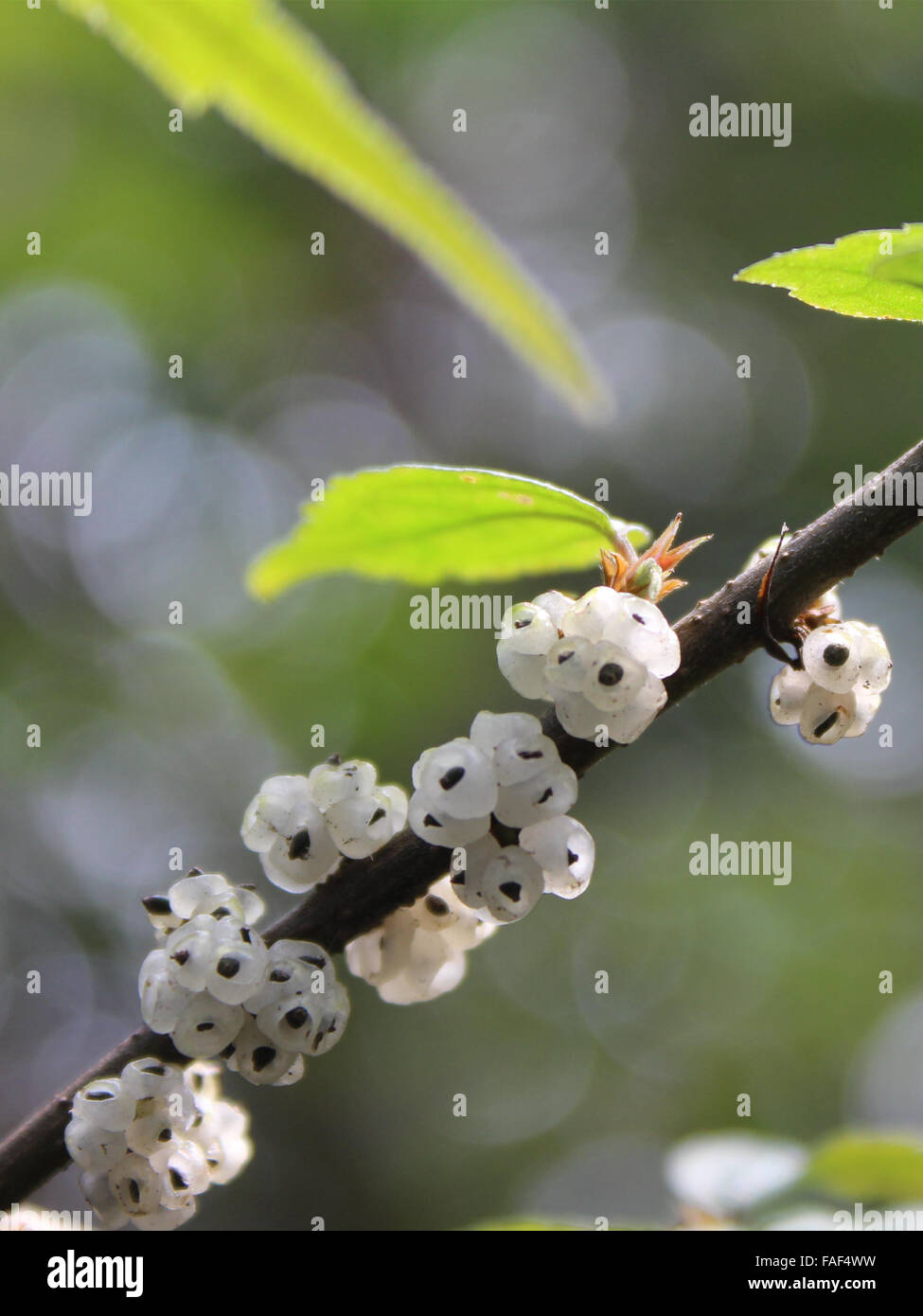 Crystal fruit hi-res stock photography and images - Alamy