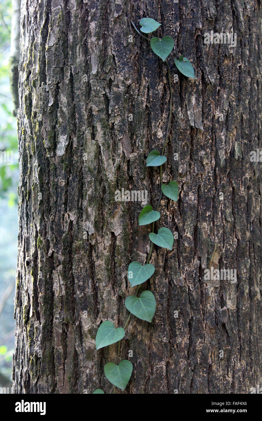 Vine bark hi-res stock photography and images - Alamy