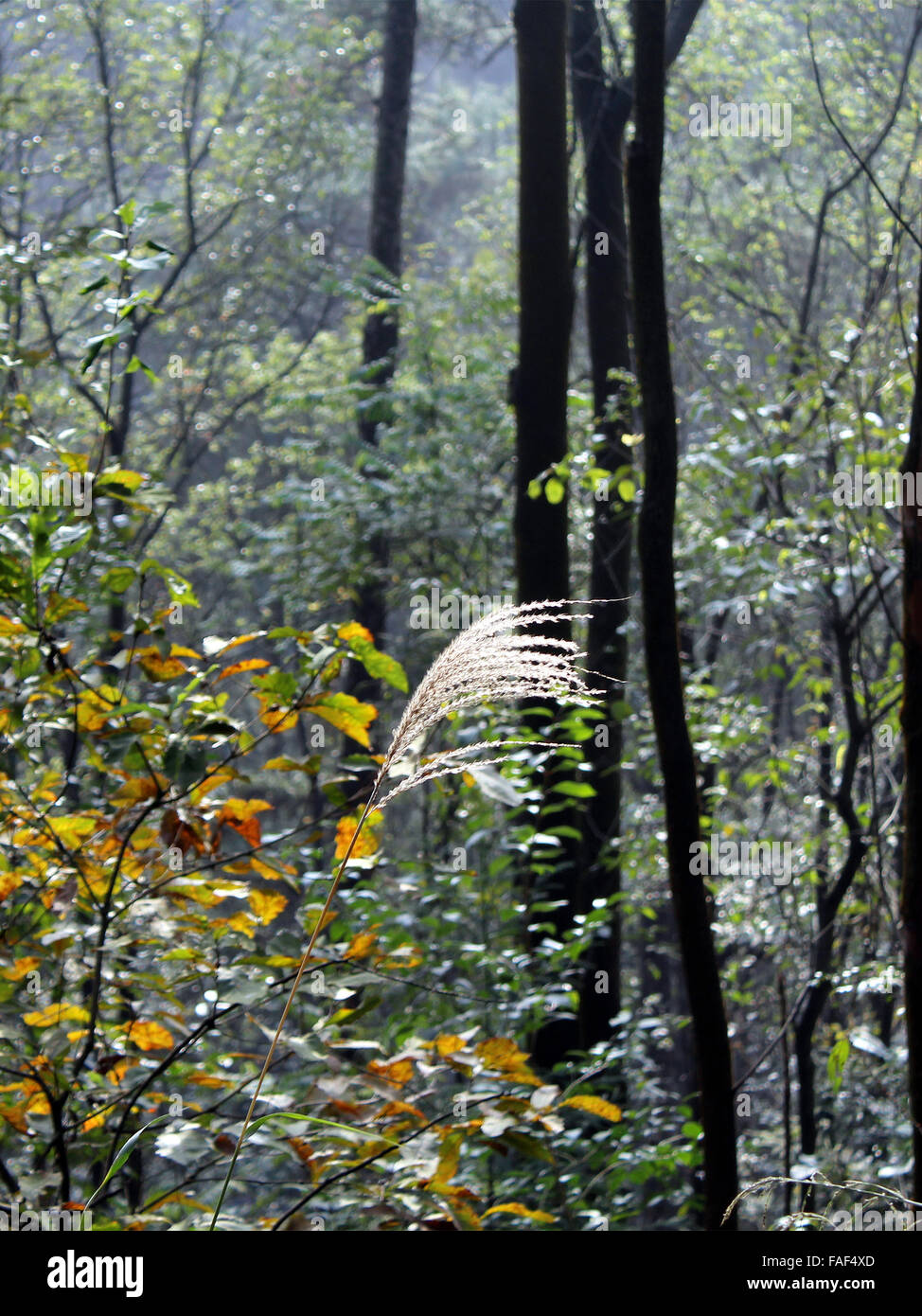 The reeds in the forest Stock Photo - Alamy