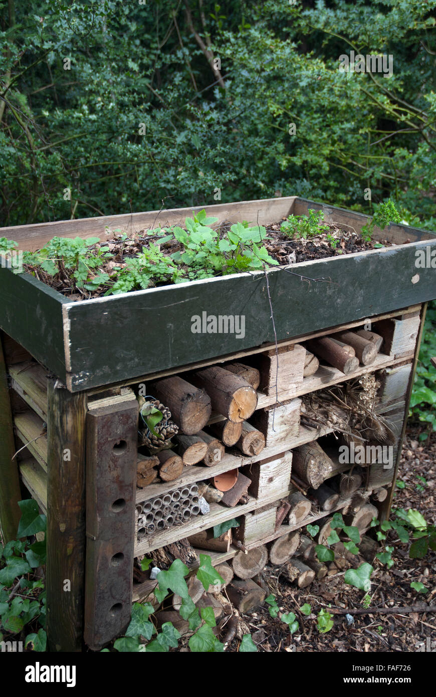Habitat wall for newts frogs woodlice spiders and snails Gunnersbury ...