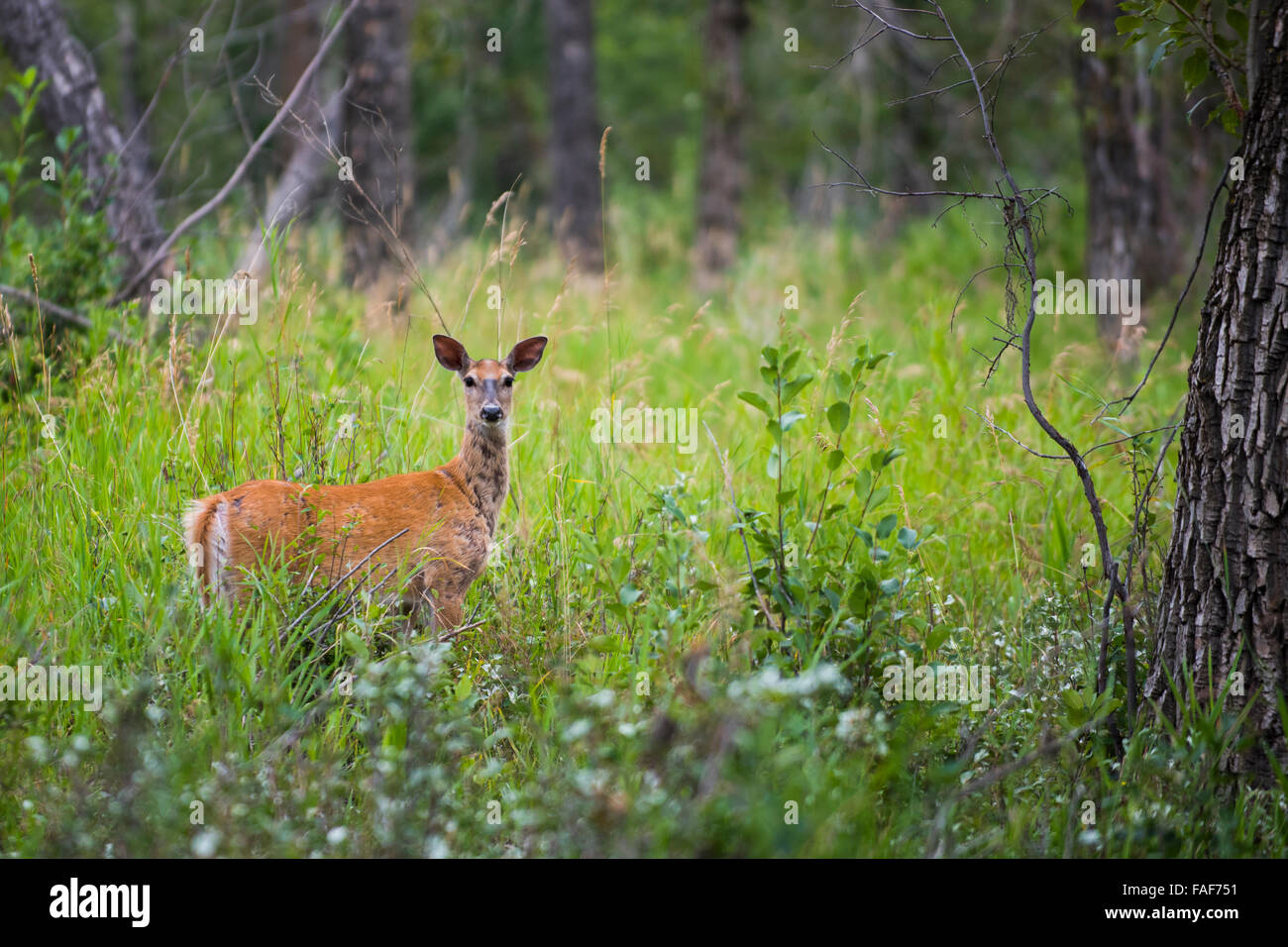 Wild deer in the forest in spring Stock Photo - Alamy