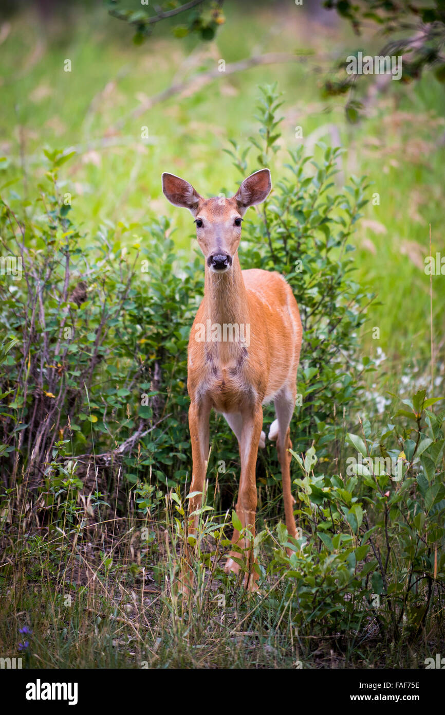 Wild deer in the forest in spring Stock Photo - Alamy