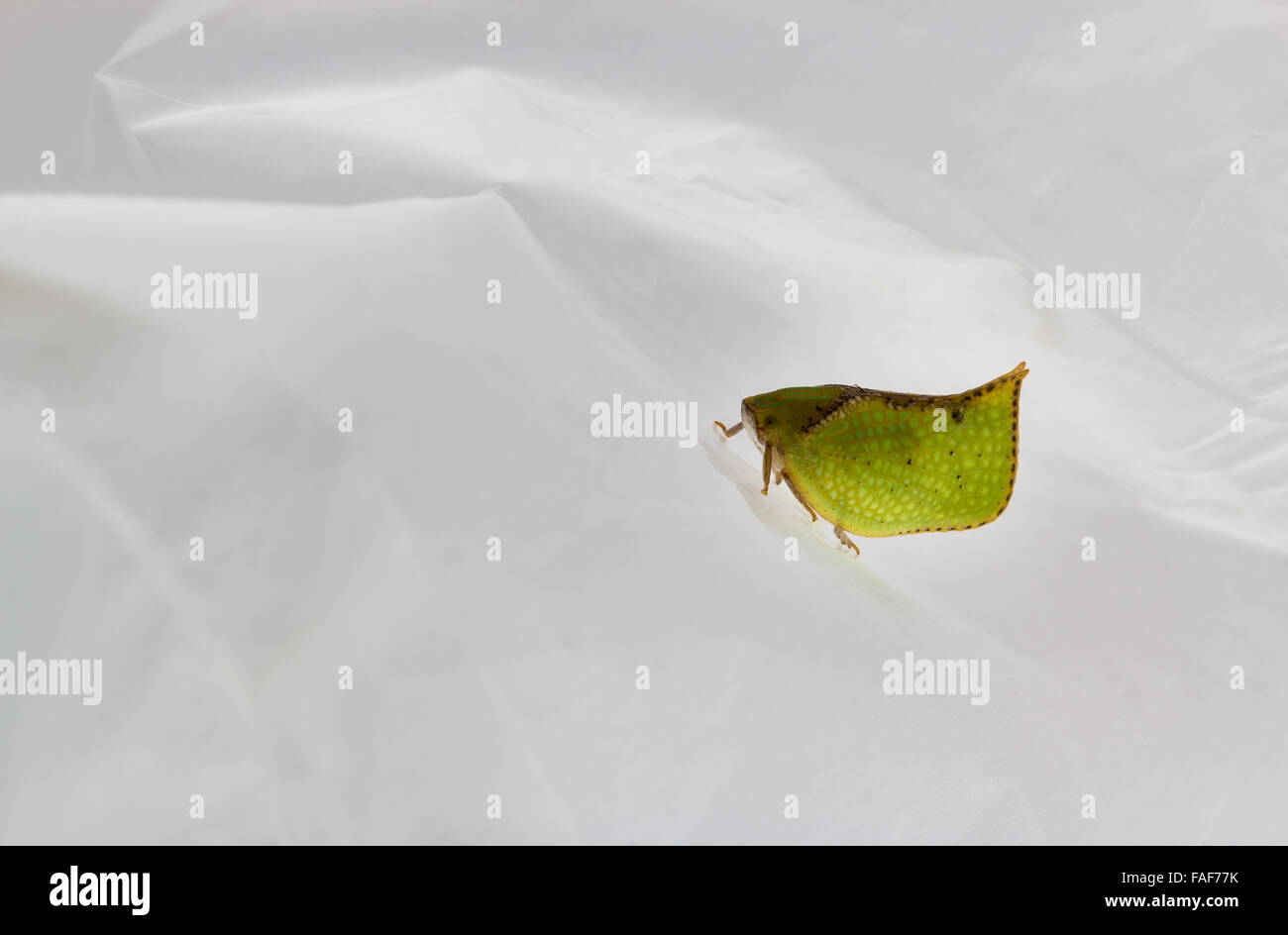 Plastic insect hi-res stock photography and images - Alamy