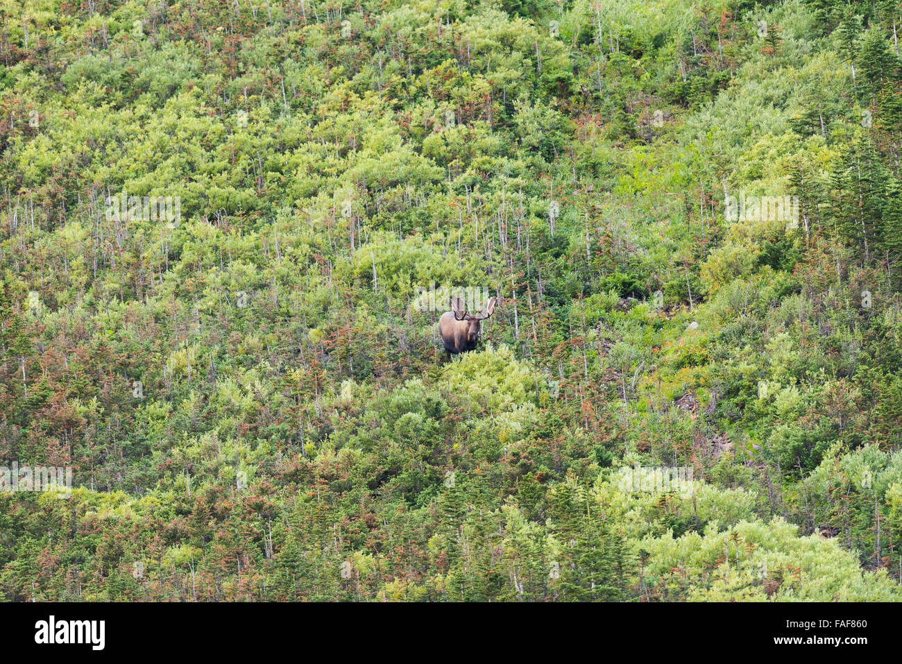 Among bushes hi-res stock photography and images - Alamy