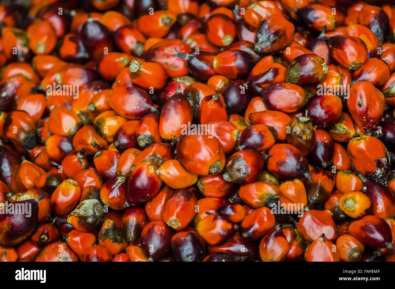 Kernel palm oil hi-res stock photography and images - Alamy