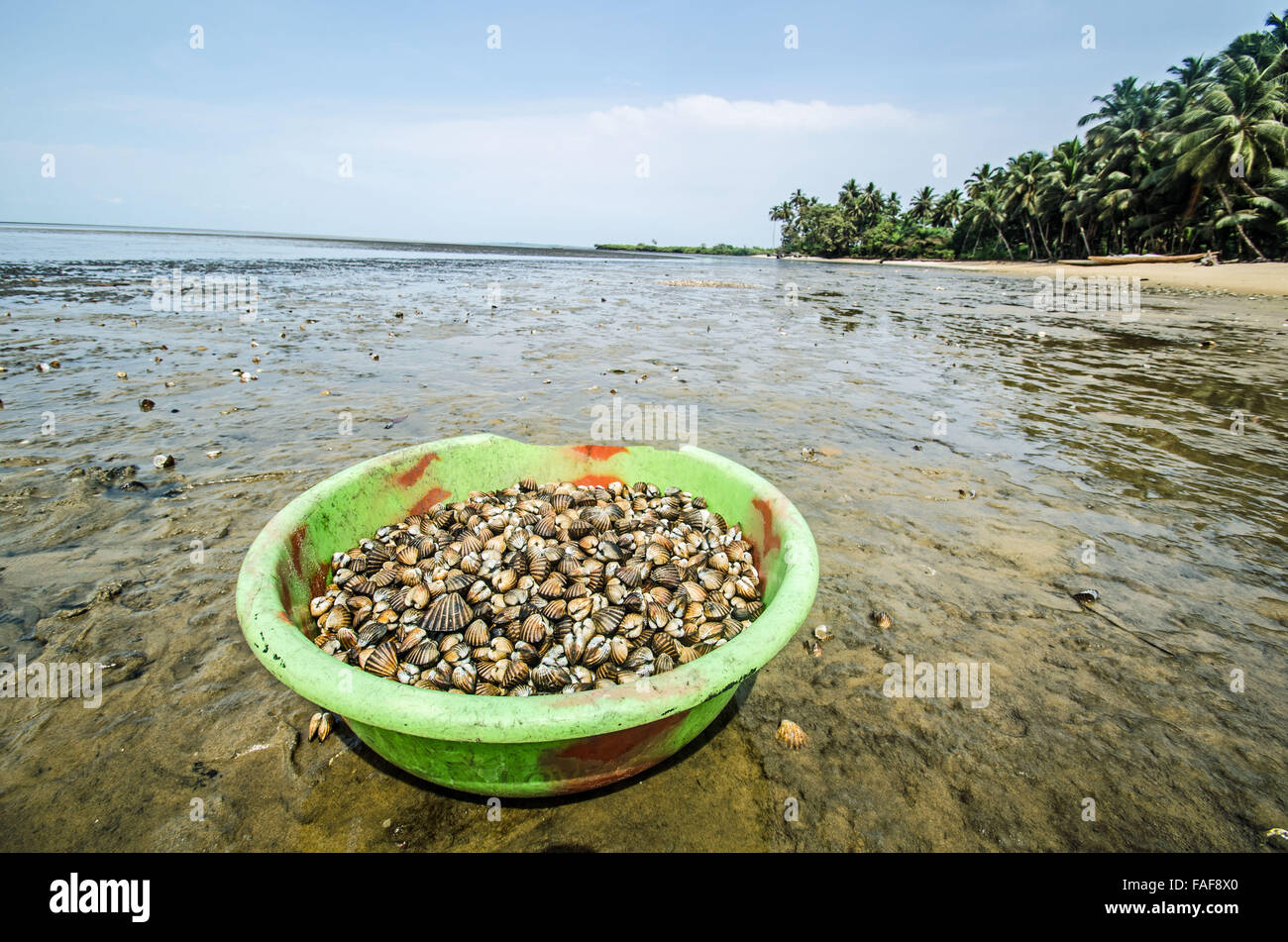 Clams, cockles and other shellfish on a beach in the Turtle Islands ...