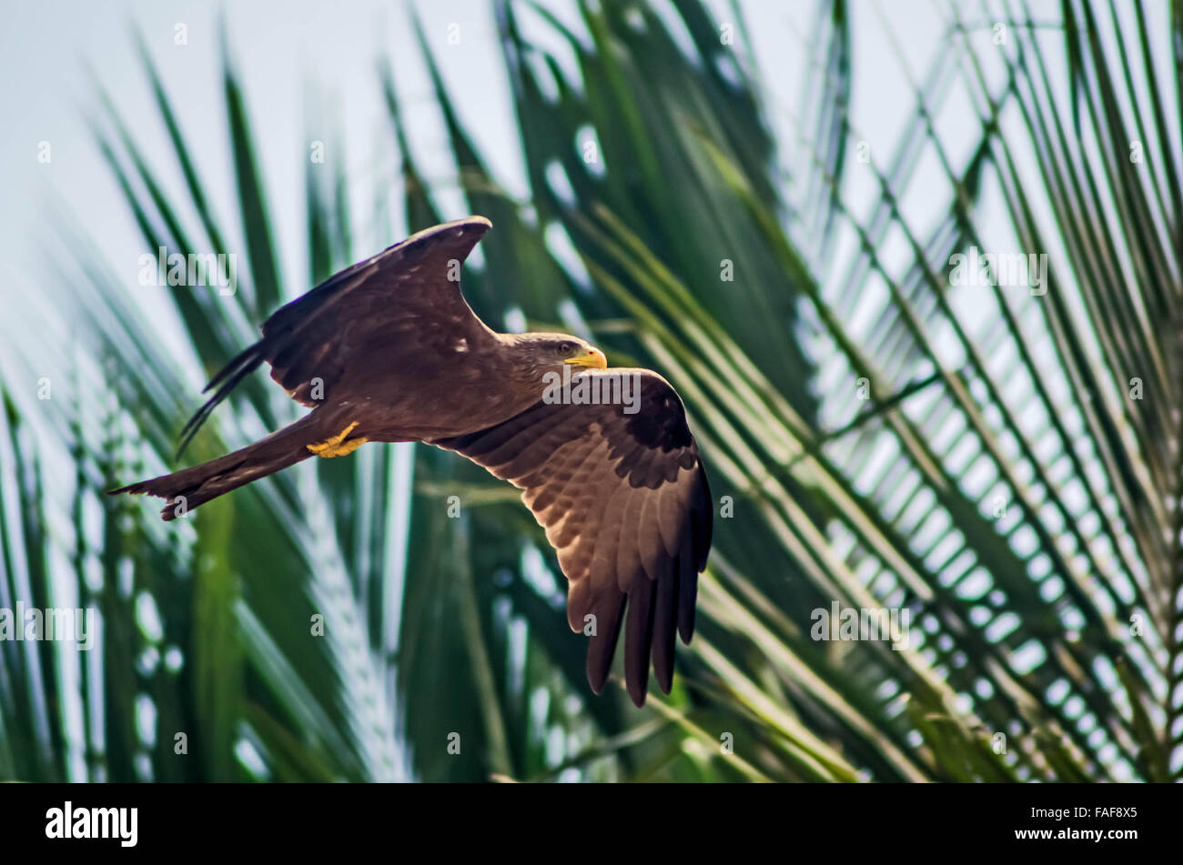 A hawk in flight in Yele, Sierra Leone Stock Photo - Alamy