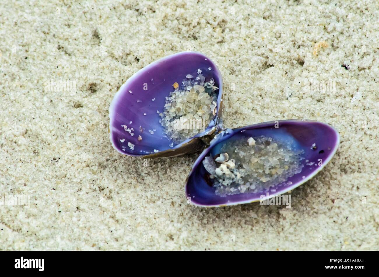 Purple shell, Sierra Leone, Africa Stock Photo - Alamy