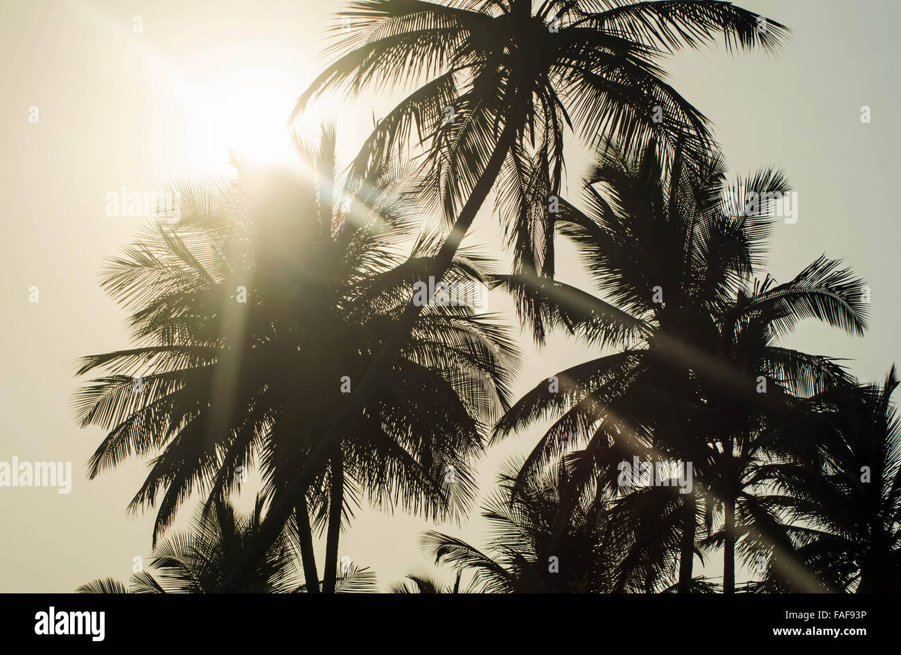 palm trees sierra leone Stock Photo - Alamy