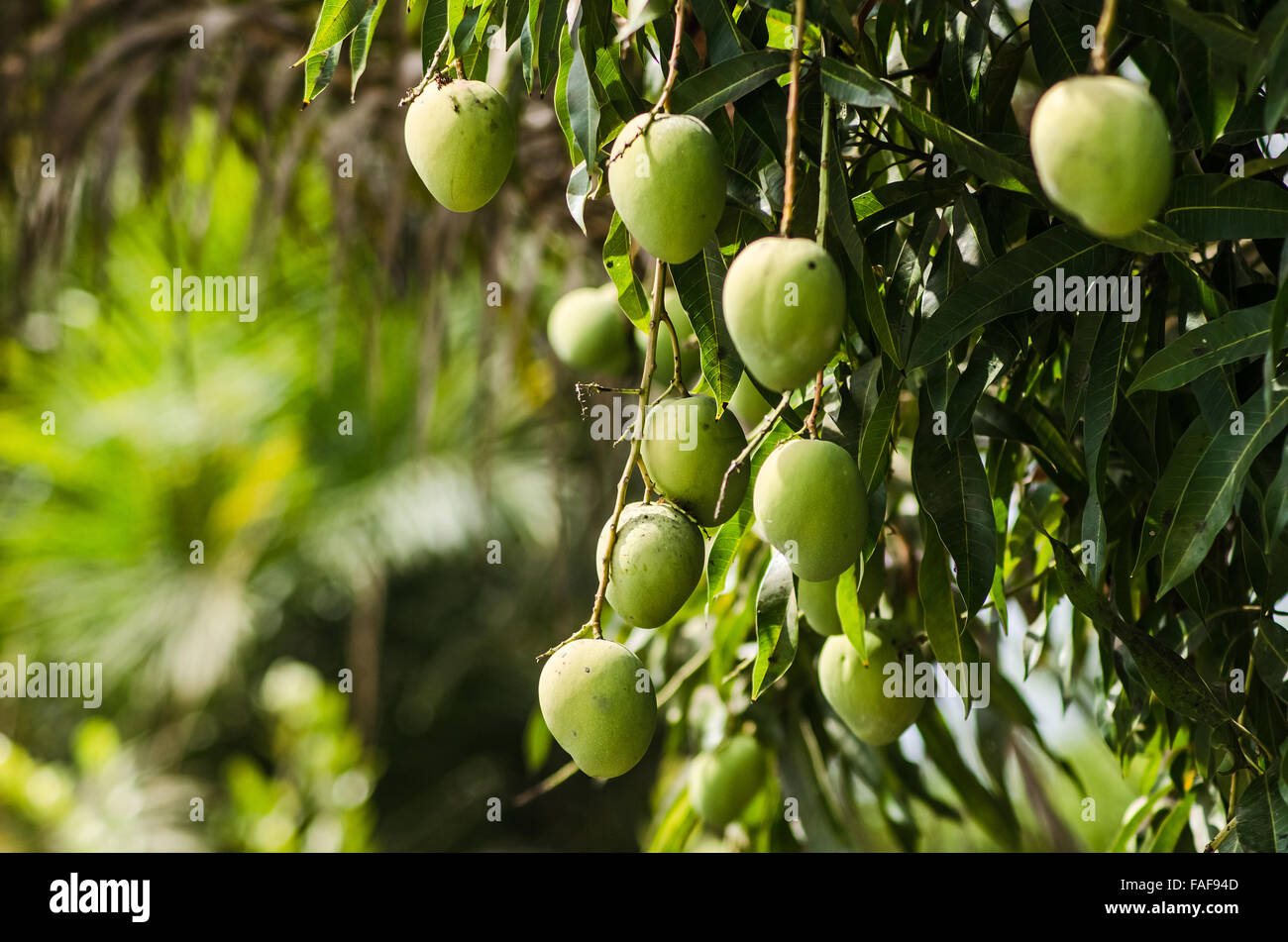 Wild mango tree hi-res stock photography and images - Alamy