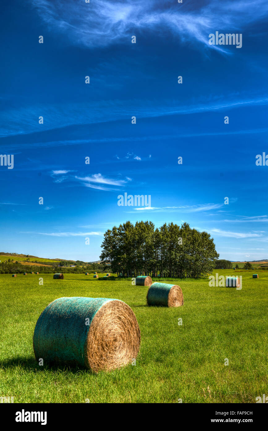 Farmland landscapes from the foothills of Alberta Canada in summer ...