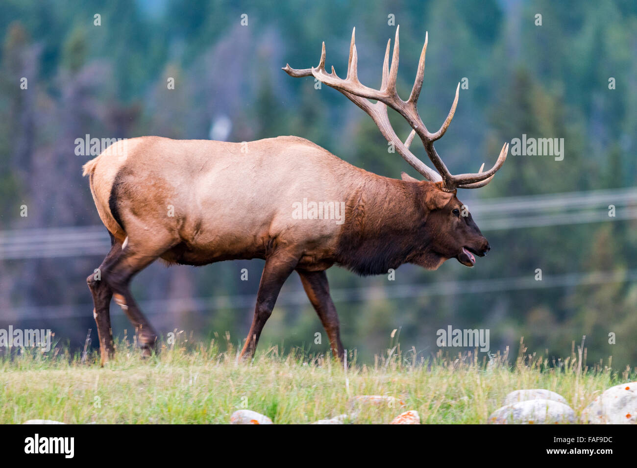 Wild Bull Elk Jasper National Park Alberta Canada Stock Photo - Alamy