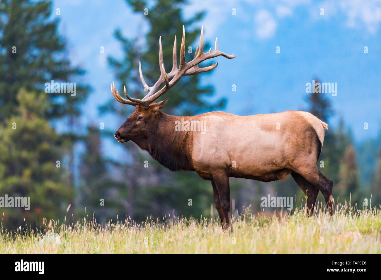 Wild Bull Elk Jasper National Park Alberta Canada Stock Photo - Alamy