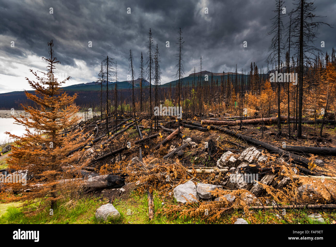 Aftermath of a forest fire, Jasper National Park Alberta Canada Stock ...