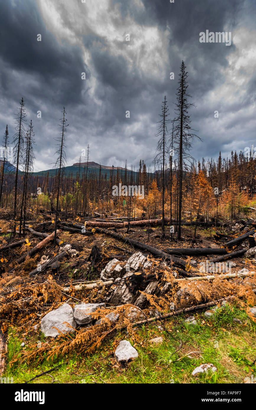 Aftermath of a forest fire, Jasper National Park Alberta Canada Stock ...