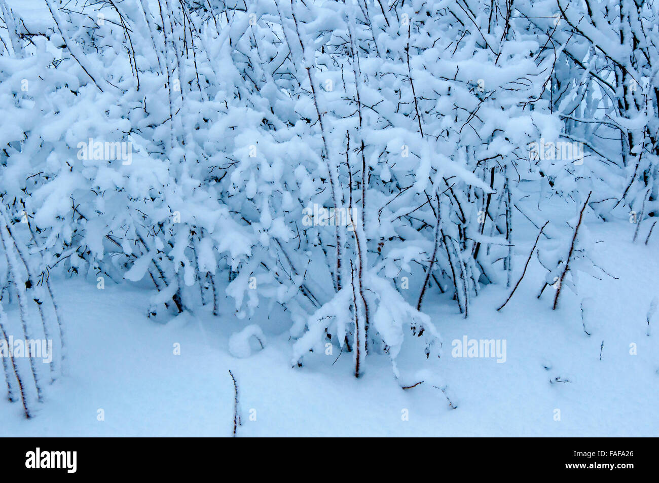Trees in the fluffy snow on new years Eve Stock Photo - Alamy