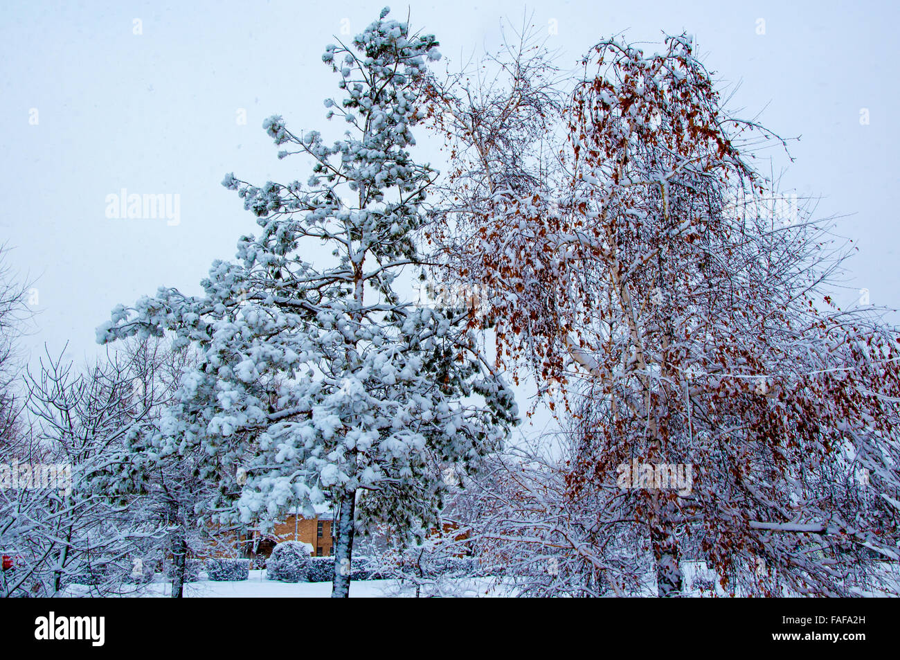 Trees in the fluffy snow on new years Eve Stock Photo - Alamy