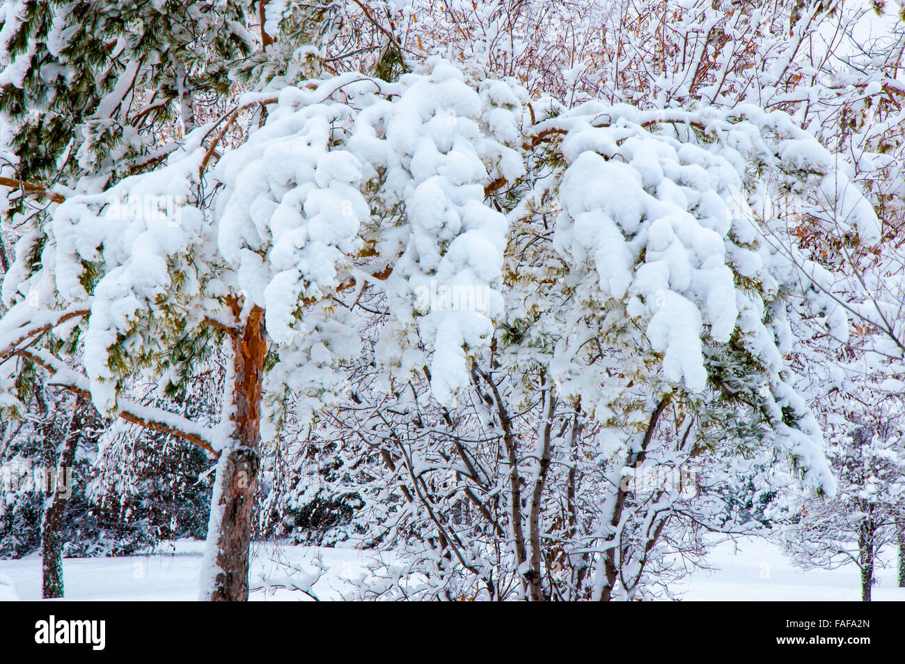 Trees in the fluffy snow on new years Eve Stock Photo - Alamy