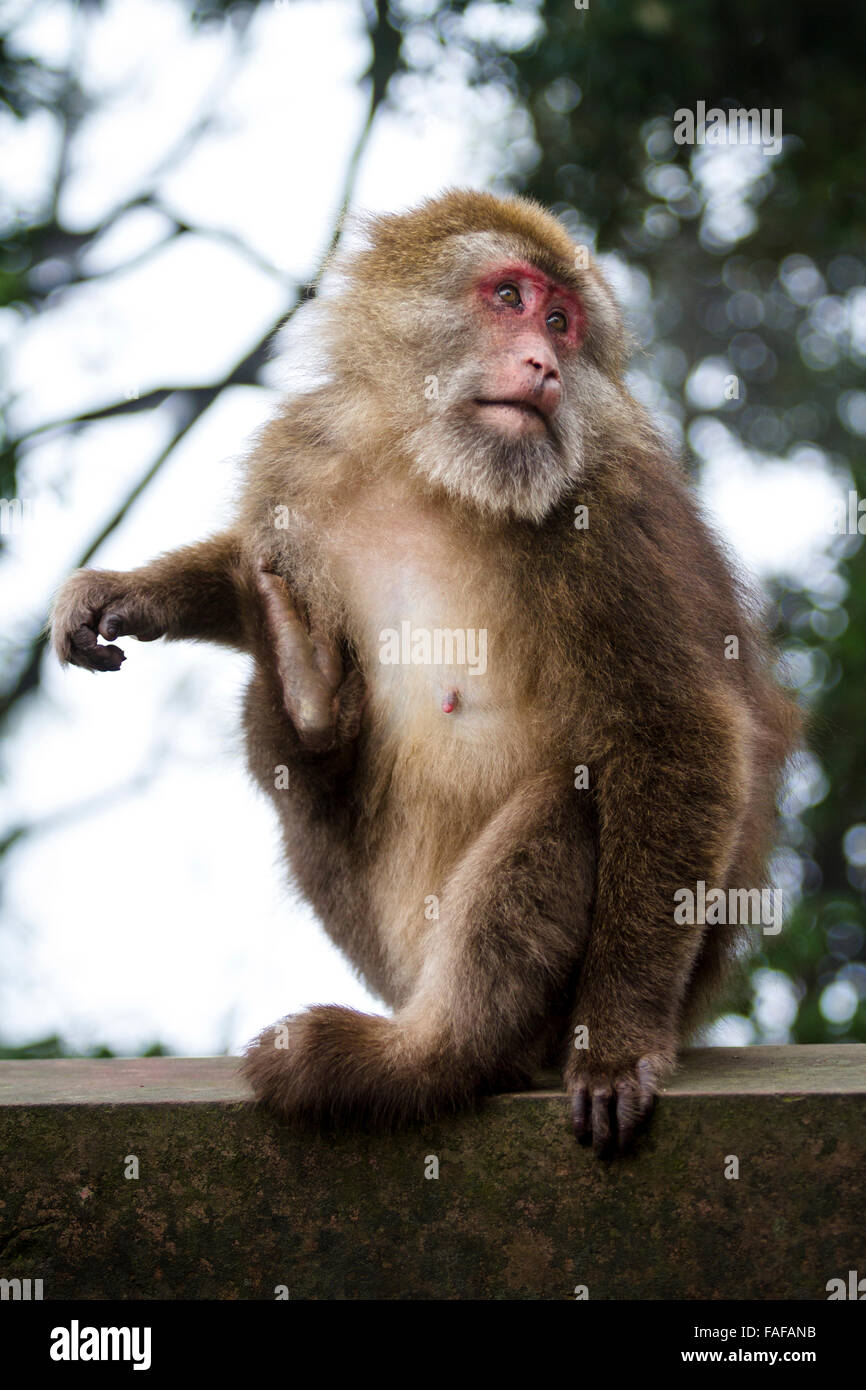 Manmmal hi-res stock photography and images - Alamy