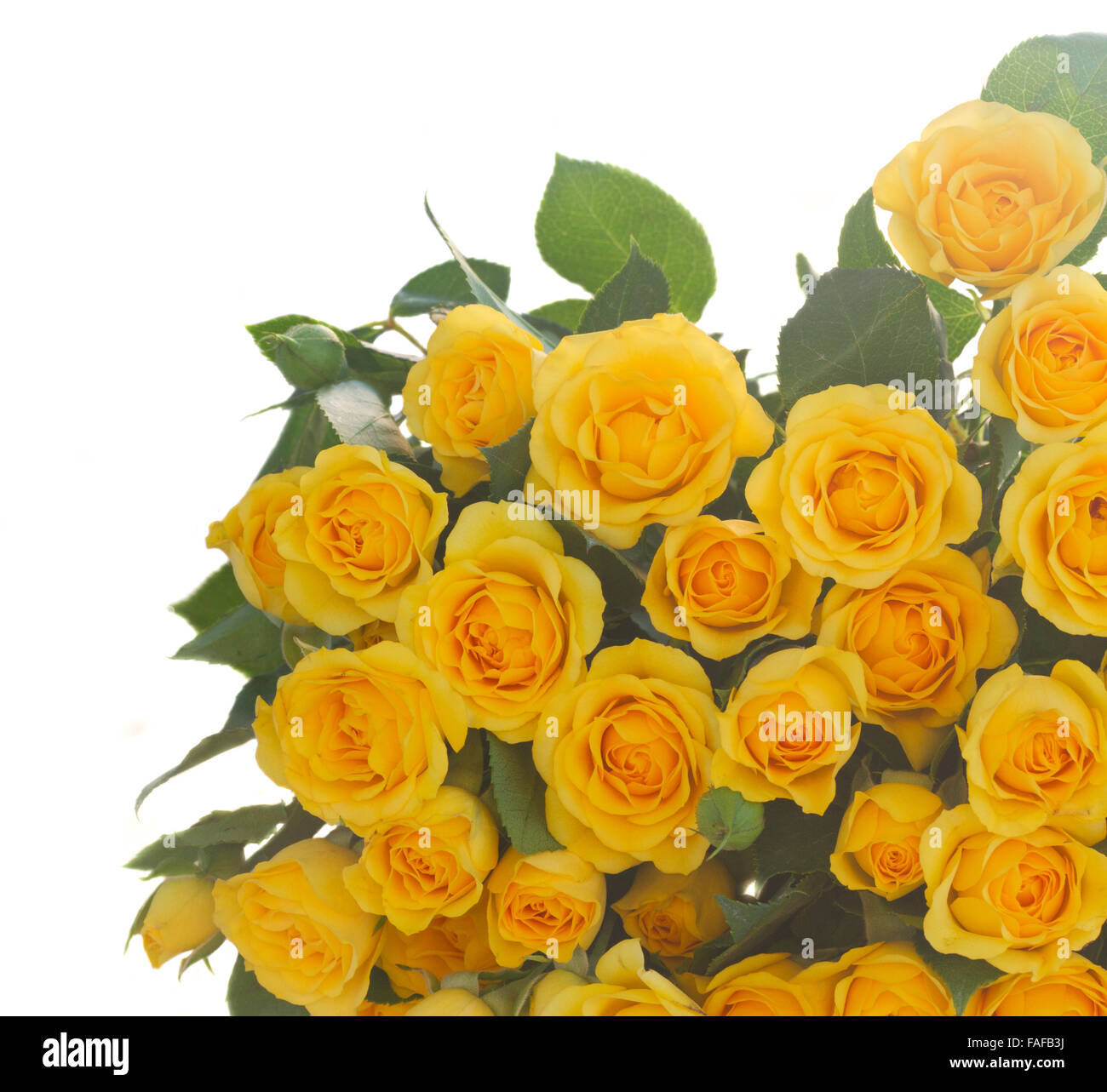 bouquet of fresh roses Stock Photo - Alamy