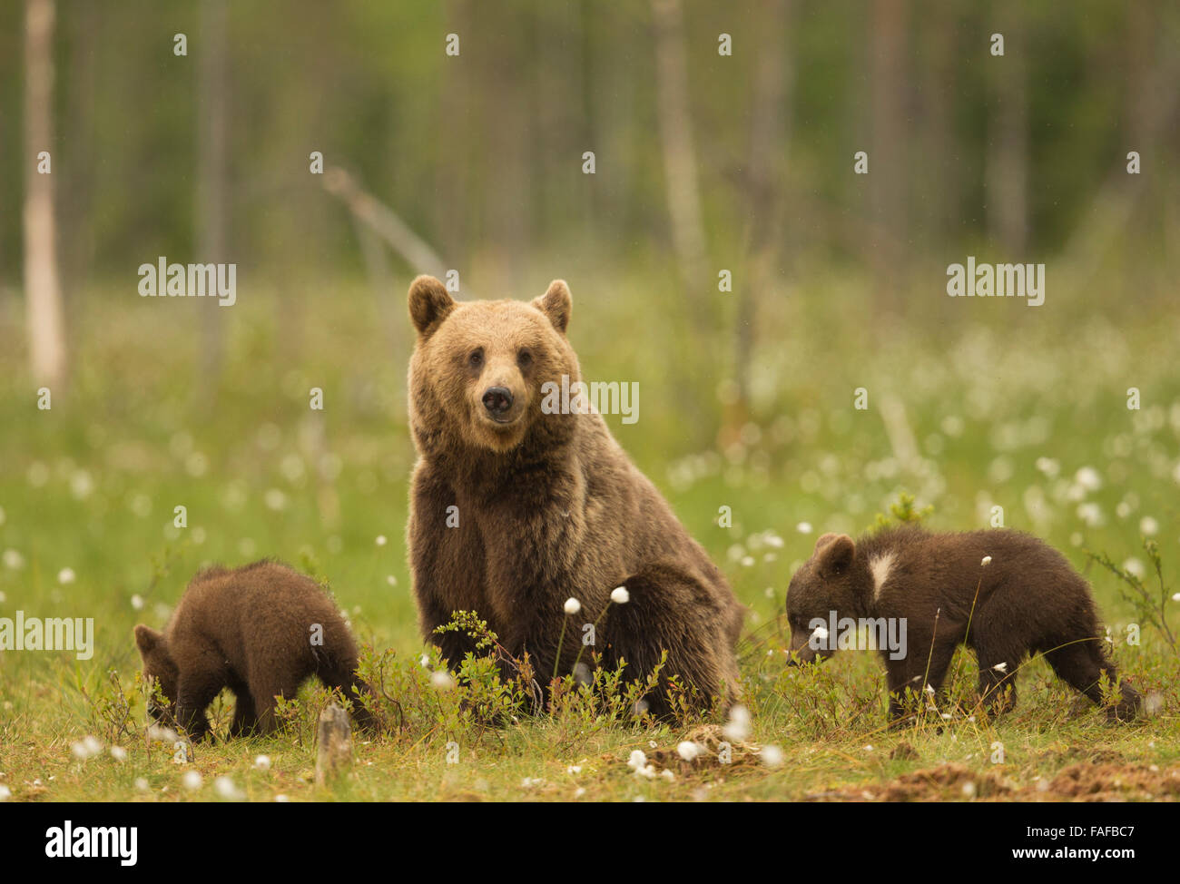 European Brown Bear, mother and cubs, Finland Stock Photo - Alamy