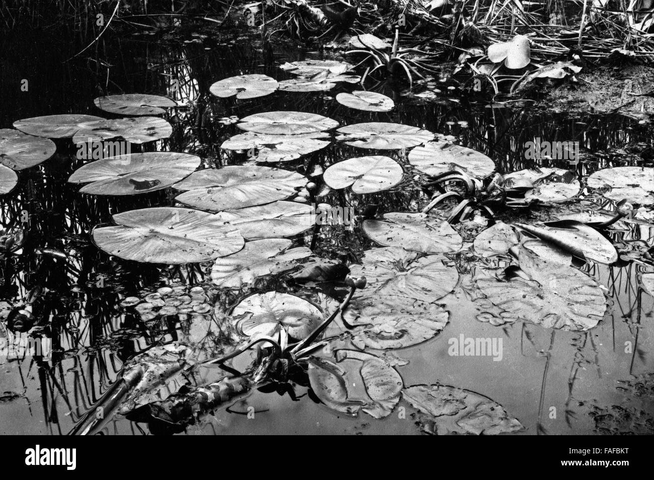 Seerosen im See im Worringer Bruch bei Köln, Deutschland 1920er Jahre ...