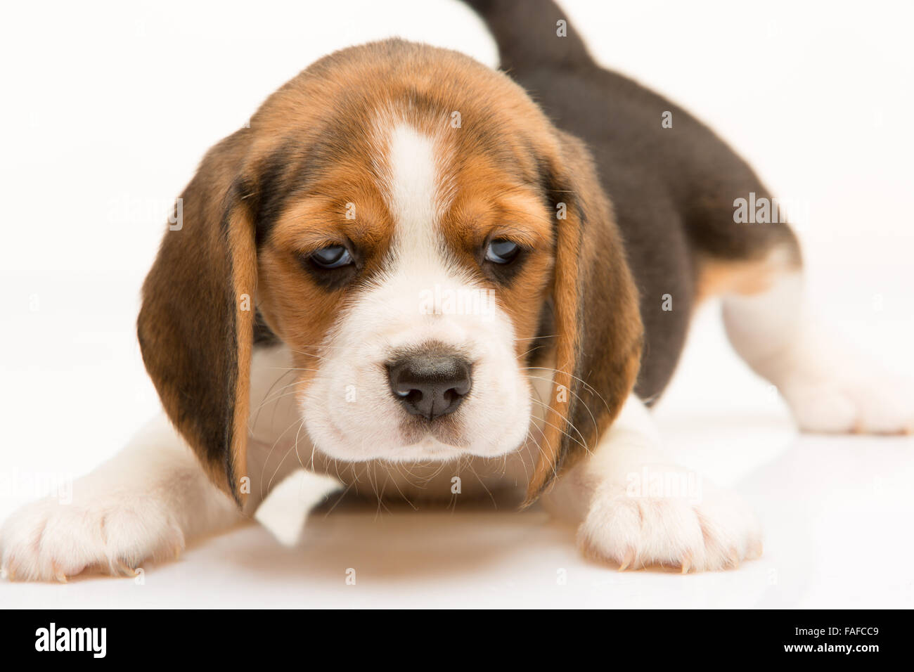 Beagle cut out hi-res stock photography and images - Alamy