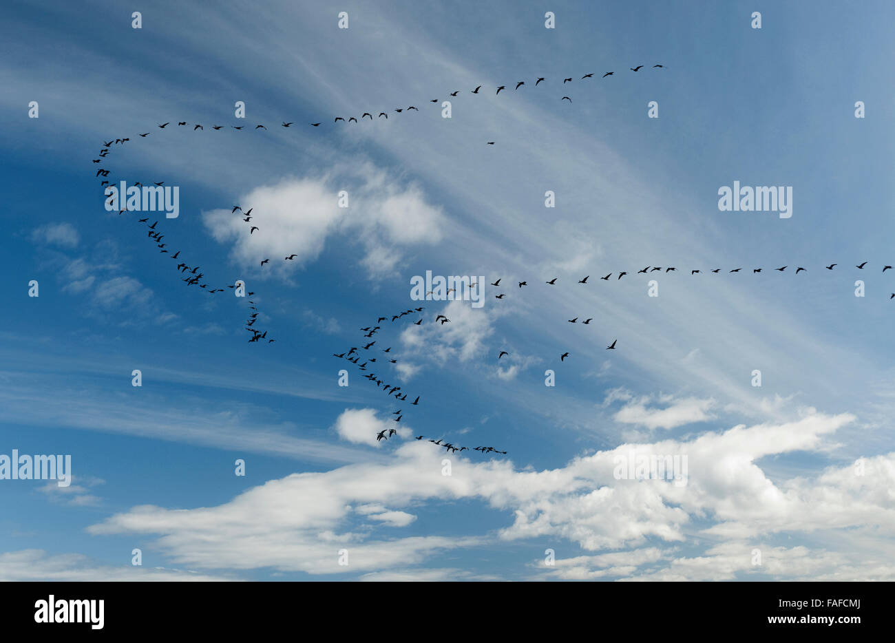 Wedge formation hi-res stock photography and images - Alamy