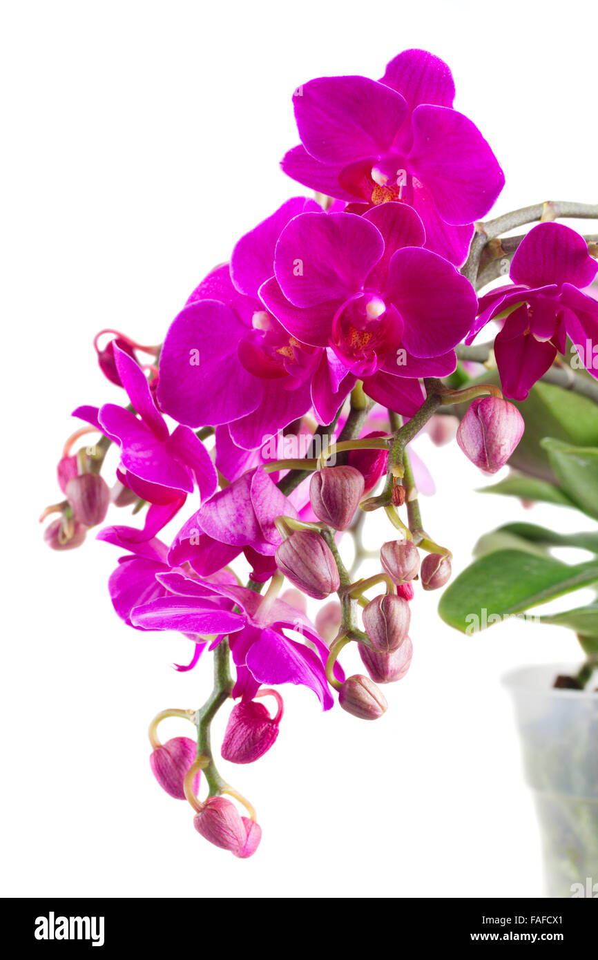 Bunch of violet orchids Stock Photo - Alamy
