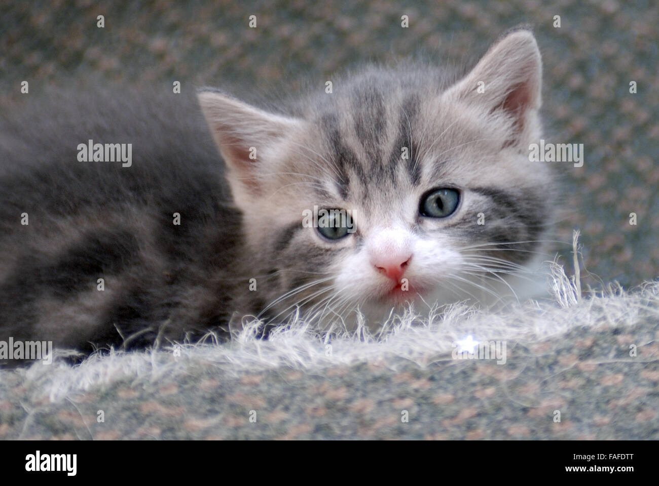 Cute gray kitten Stock Photo - Alamy