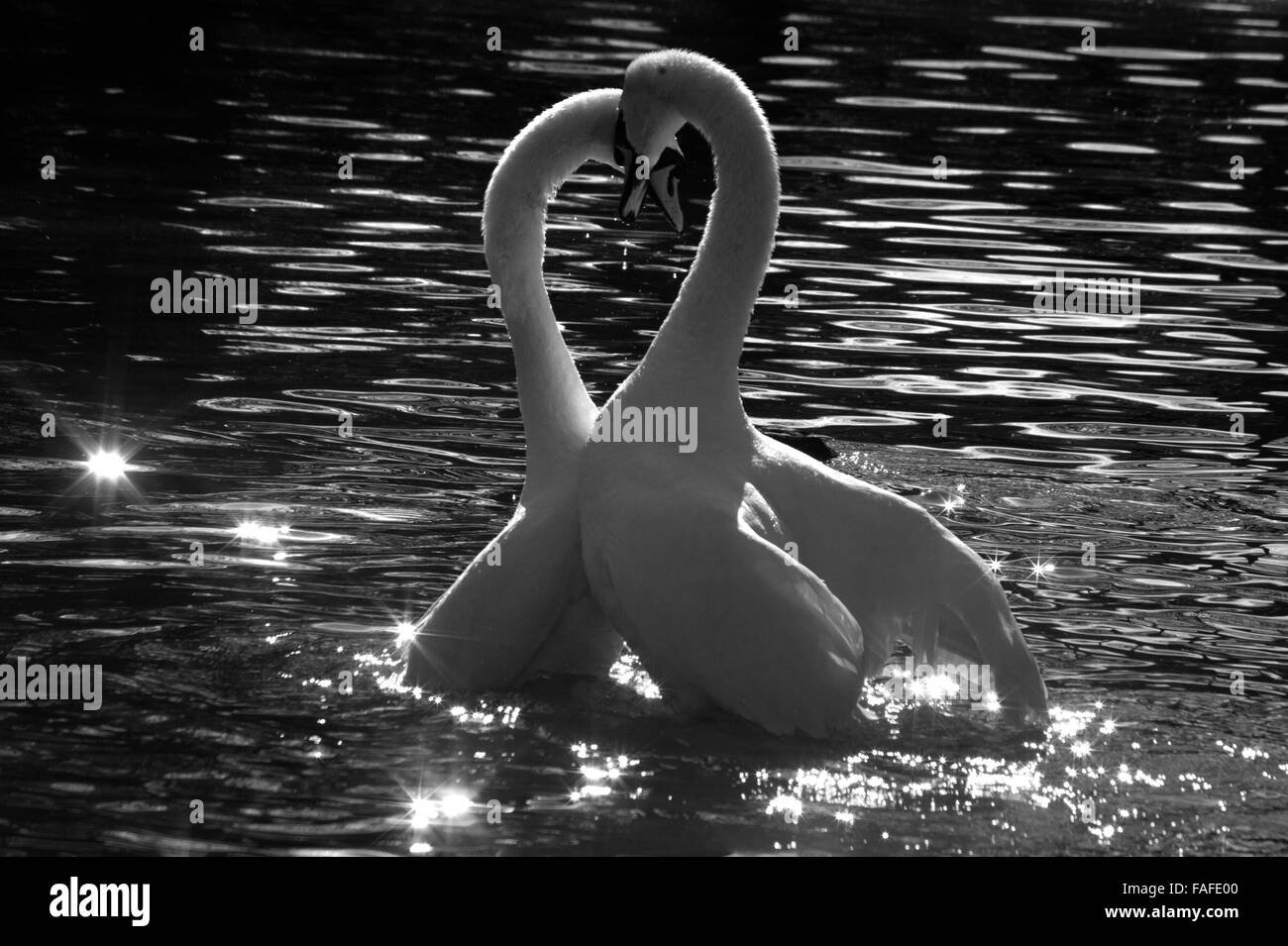 Swans Heart Photography