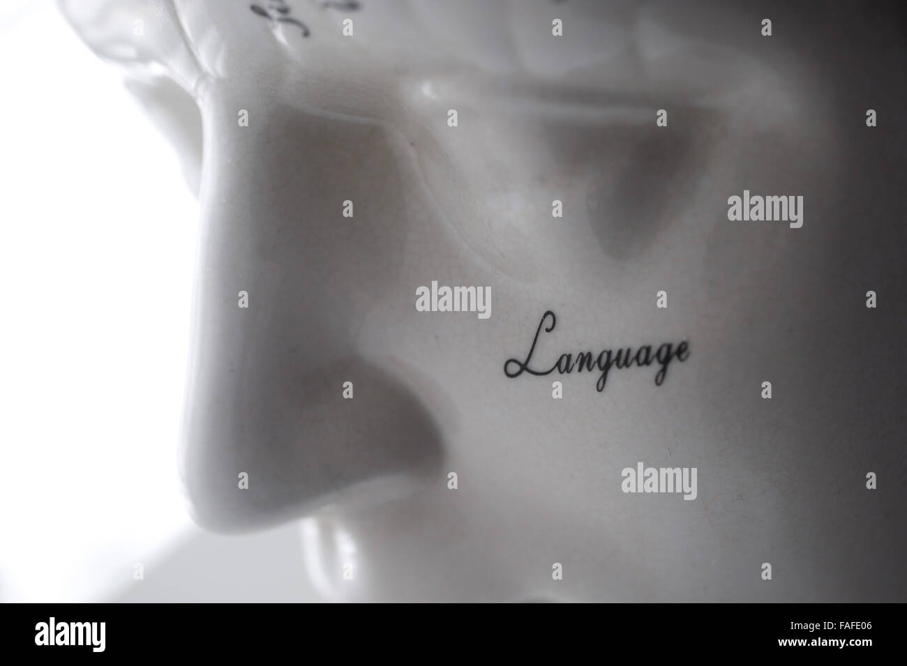 Ceramic phrenology head / language Stock Photo - Alamy