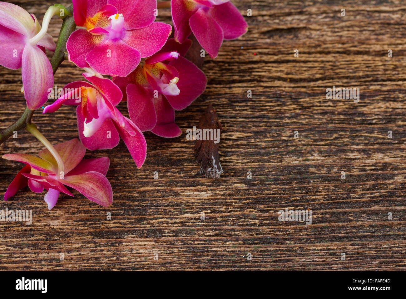 Bunch of violet orchids Stock Photo - Alamy