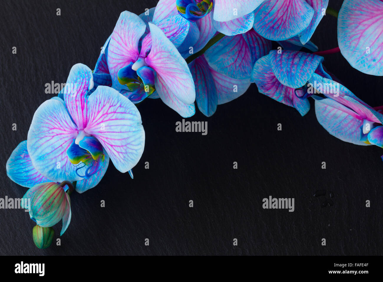 Bunch of violet orchids Stock Photo - Alamy