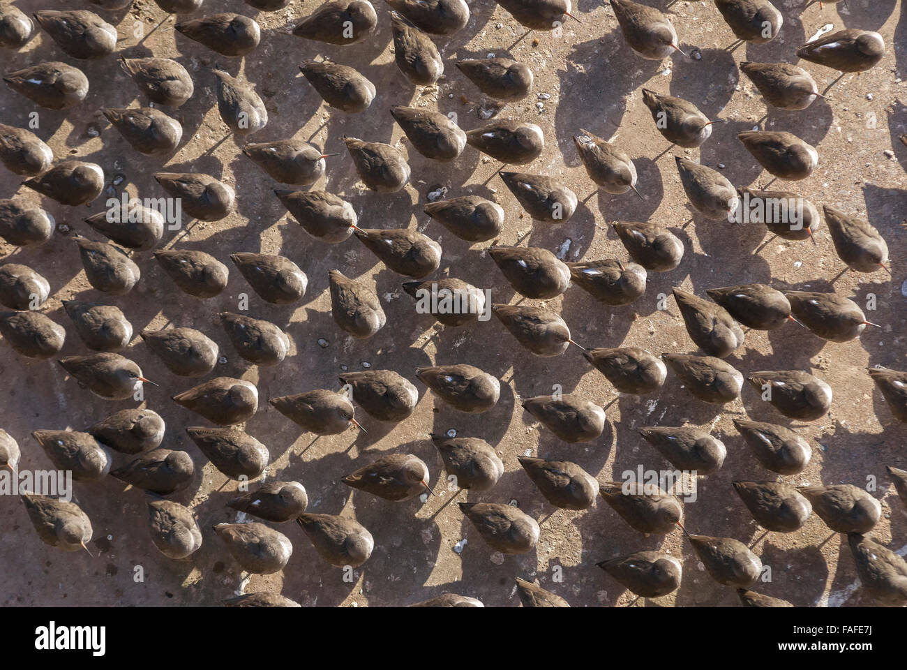 A group of Redshank birds resting as a flock Stock Photo - Alamy