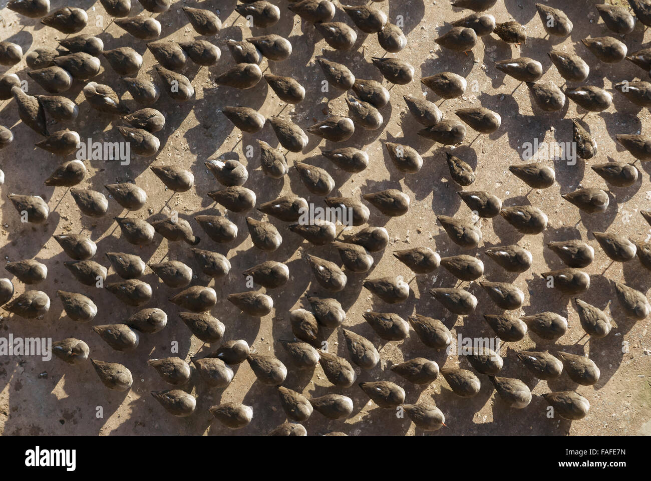 A flock of Redshank birds resting as a group Stock Photo - Alamy