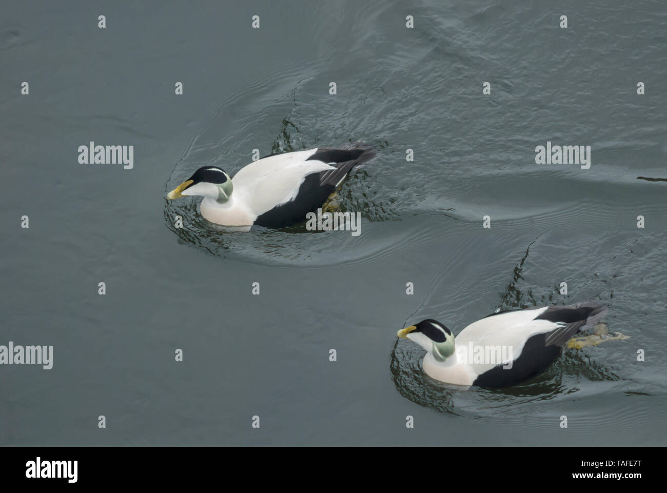 Two male Eider ducks swimming on the River Tweed Stock Photo - Alamy