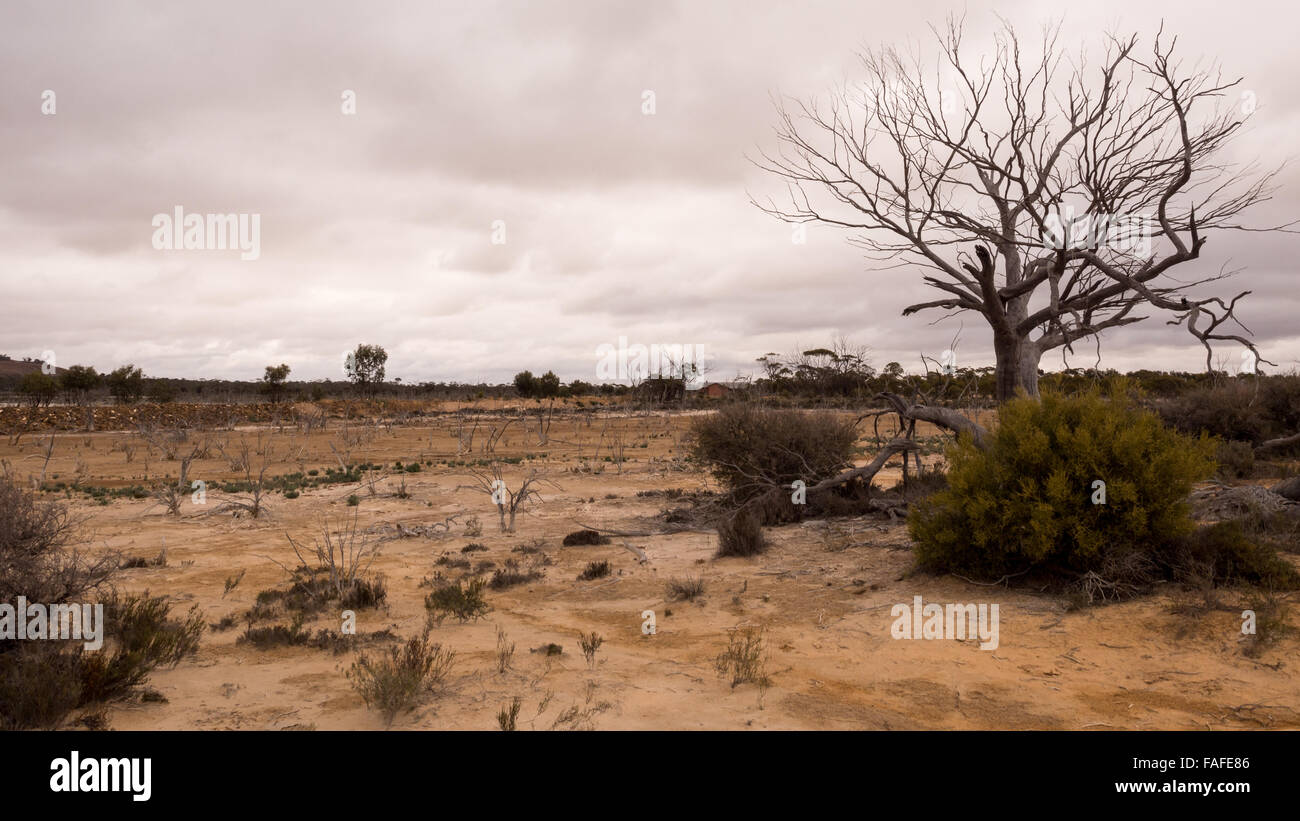 Dead tree in a harsh environment, in the outback of Western Australia ...