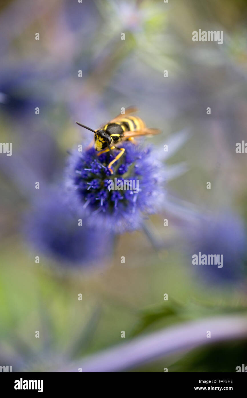 Sea wasp hi-res stock photography and images - Alamy