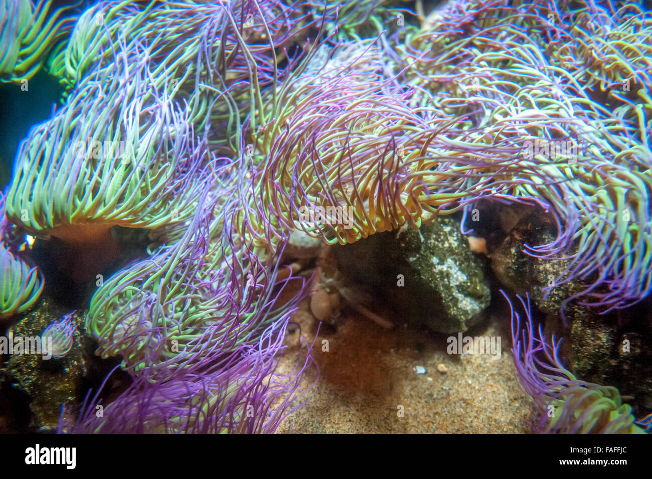 underwater colorful anemone moving in the sea tide Stock Photo - Alamy