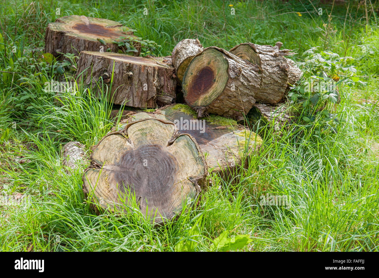 chopped up tree trunk on grass in summer Stock Photo - Alamy
