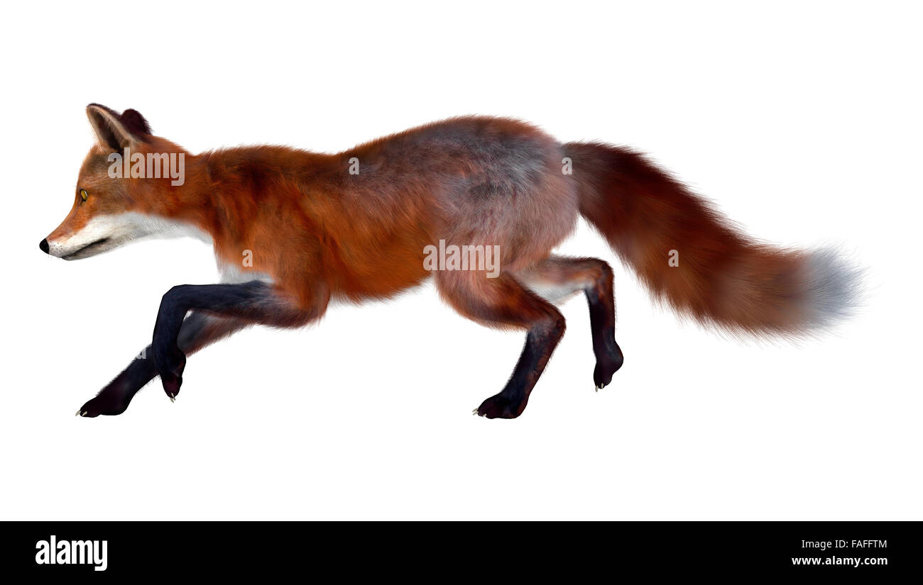 3D digital render of a red fox running isolated on white background ...